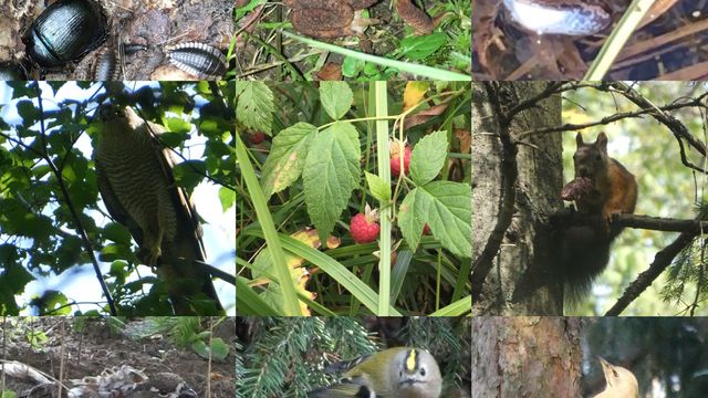 Kerava - Kerava grad